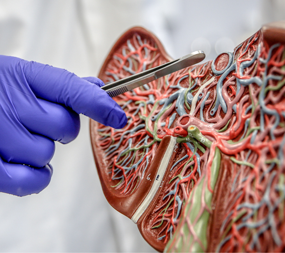 Strona Główna | Gdański Uniwersytet Medyczny